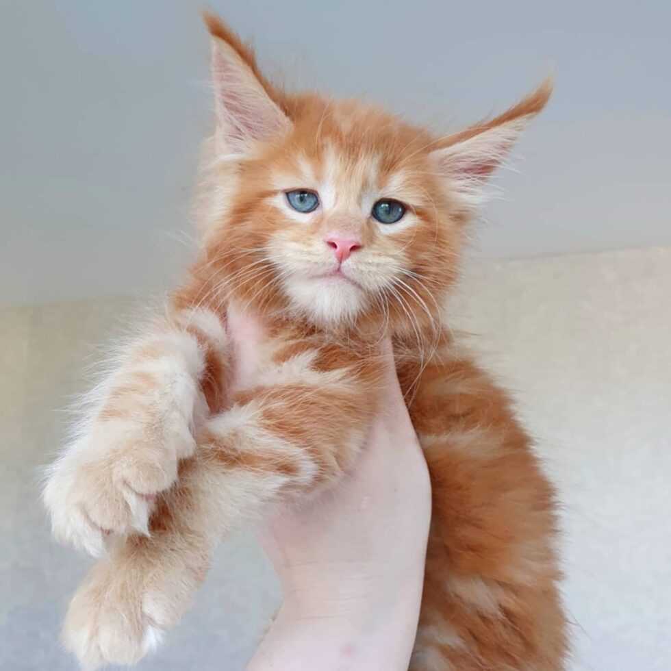 Available Giant Maine Coon Kitten For Sale - Contact Us Now